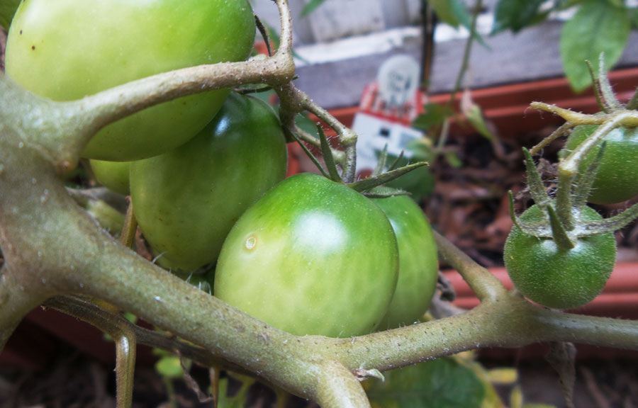 Review: Parrot Flower Power