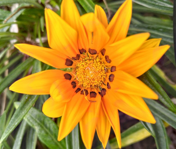 CAT S62 Pro rugged smartphone with next gen thermal camera (review)