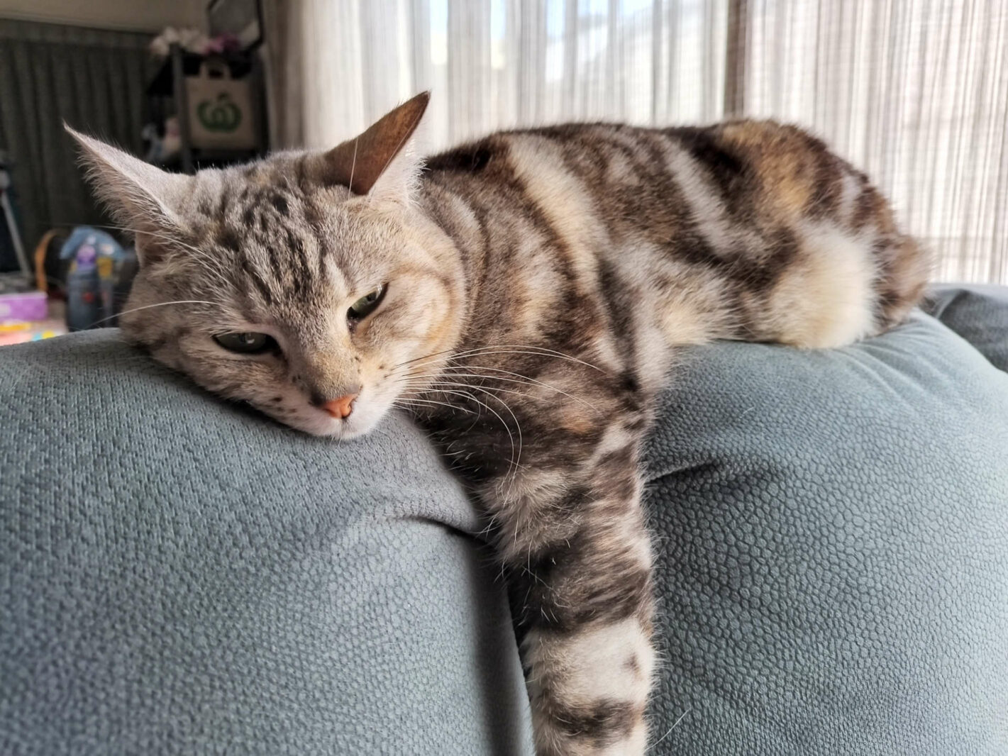 Telstra T-Elite 5G review: A ready-made reliable upgrade