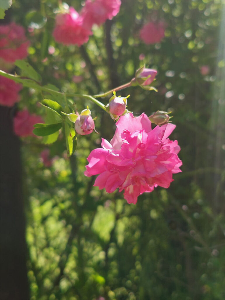 Xiaomi Poco F6 review: A beast of a mid-tier phone